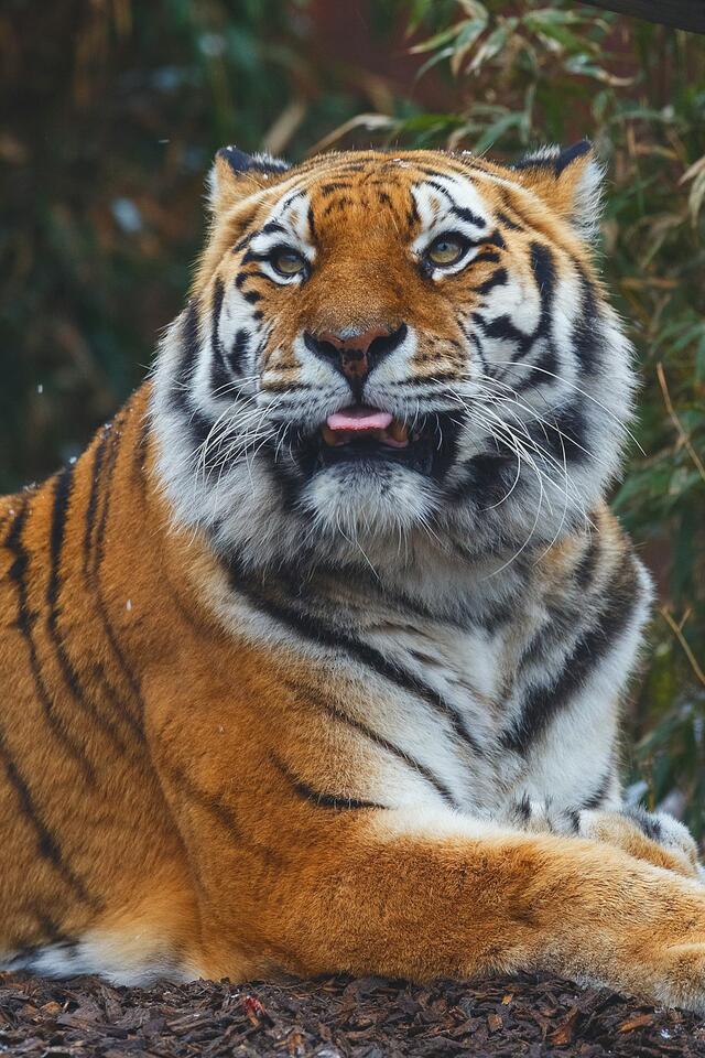 The Big Cat Family Tree — 12 Species You Didn’t Know Were Related ...