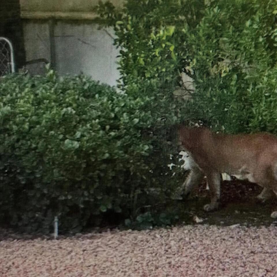 Mountain lion spotted in Palm Springs as authorities urge caution ...