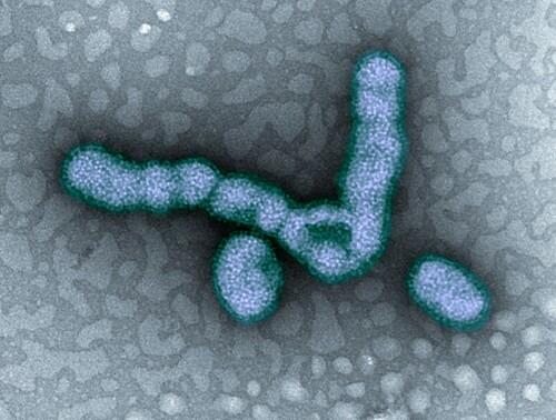 Viruses in the Ocean: The Most Abundant Lifeform You’ve Never Heard Of ...