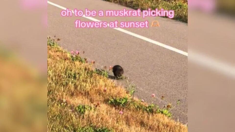 Adorable Moment: Muskrat Caught Picking Flowers At Sunset - NewsBreak