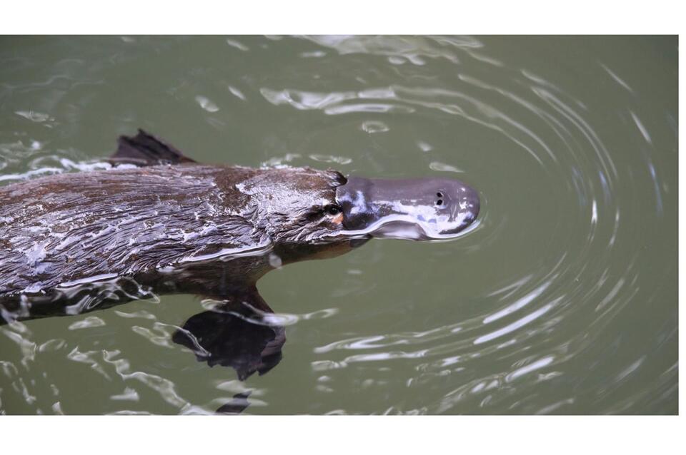 When Platypuses Close Their Eyes, Ears, and Nostrils, They Basically Go ...