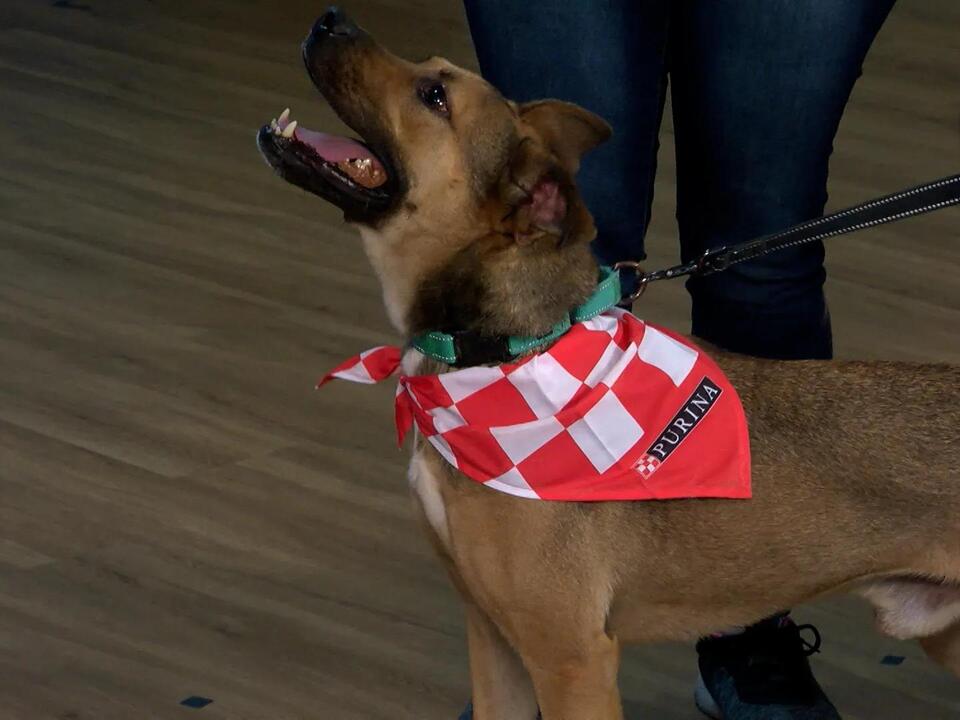 National Rescue Dog Day: Adopt a rescue dog