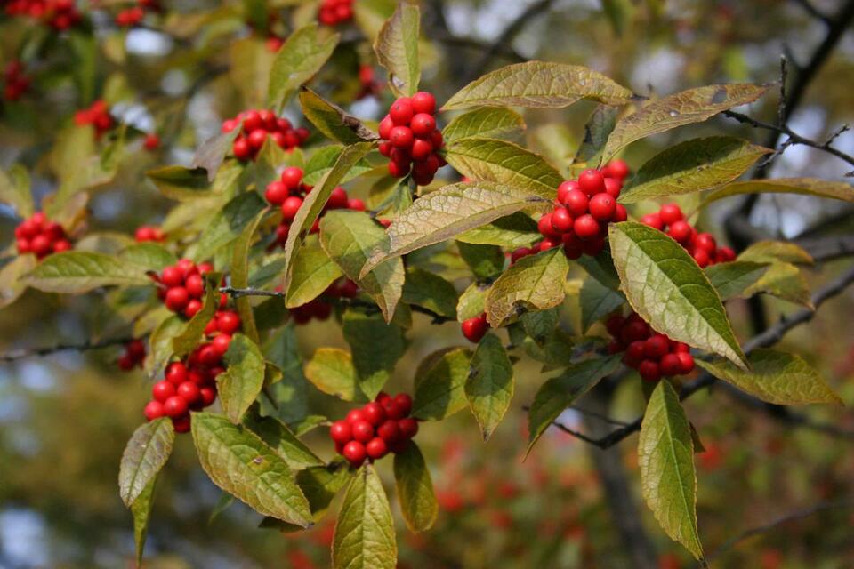 11 Festive Shrubs With Berries That Bring Color To The Garden When ...
