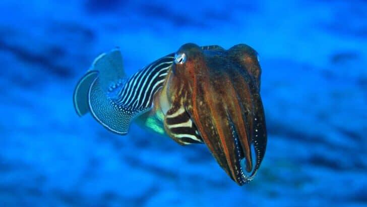 13 Ocean Animals With Amazing Hidden Superpowers - NewsBreak