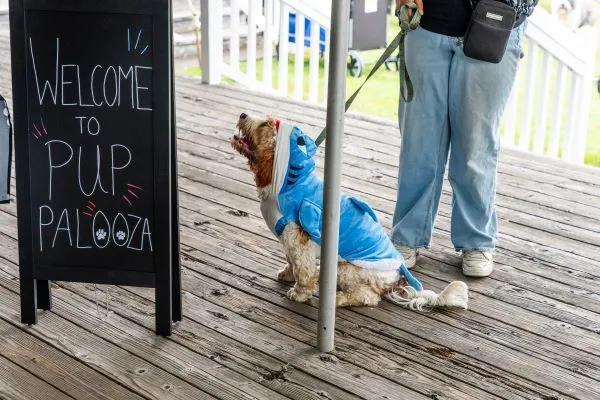 Candidate for Mendocino mayor Bodhi to appear at Pup Palooza - NewsBreak