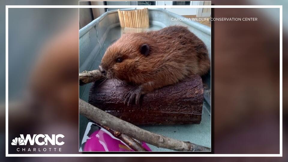 'He had enough' | Beaver dies weeks after being rescued, Charlotte ...