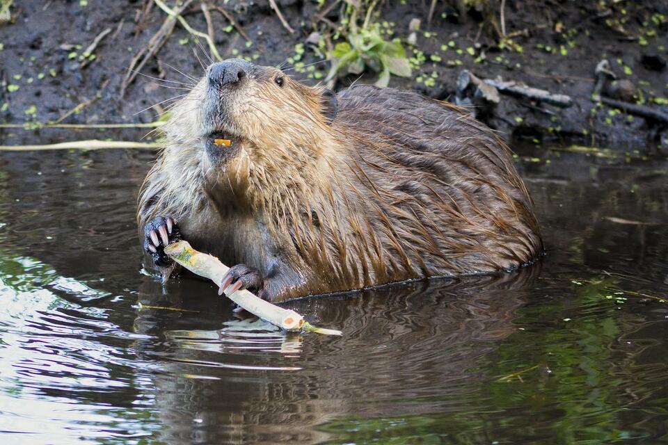 MT FWP Pitches Proposal To Relocate Problematic Beavers - NewsBreak
