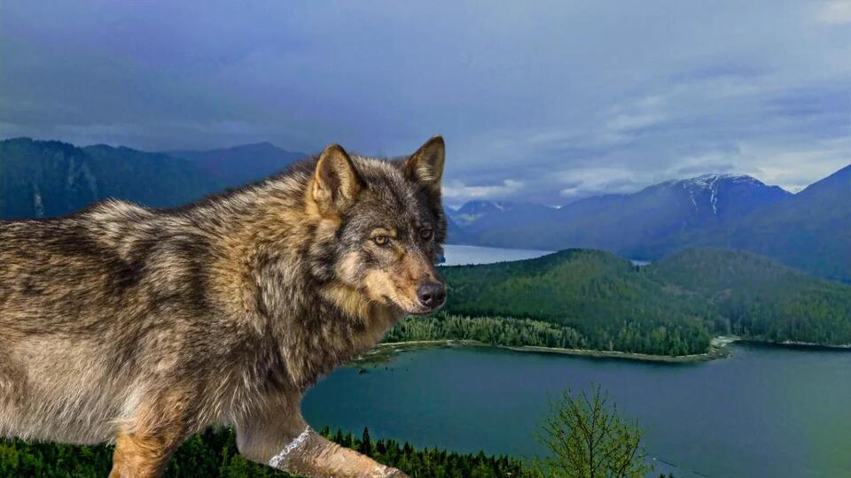 10 Facts About the Elusive Canadian Sea Wolf - NewsBreak