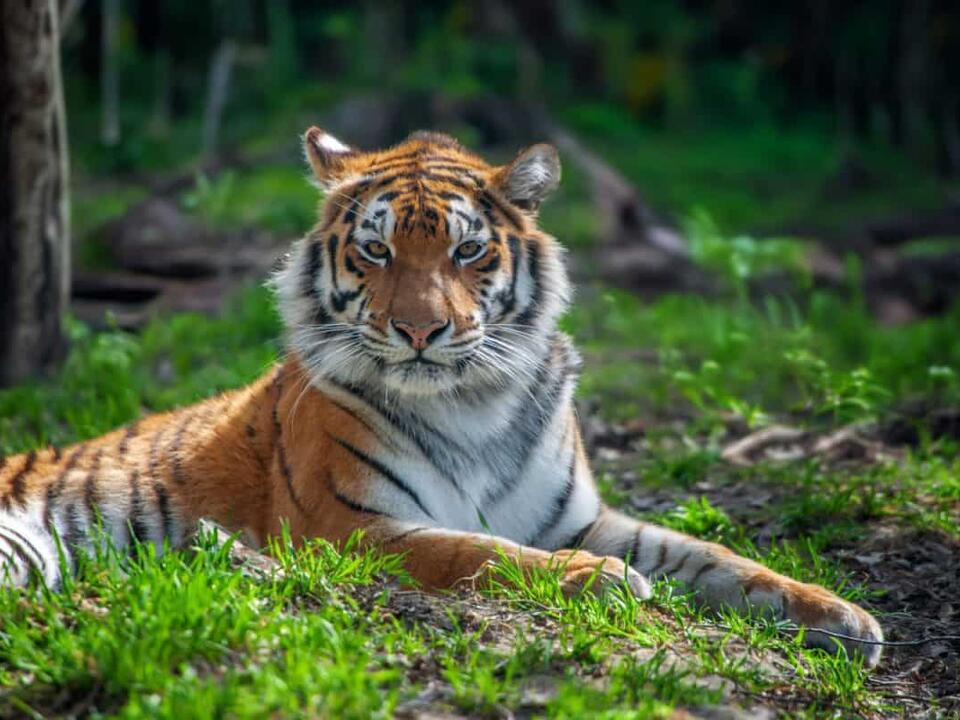 The Best Zoos in America That Everyone Should Visit