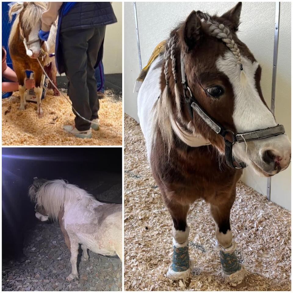 Teddy the miniature horse was hit by a train in Upstate NY. Thanks to ...