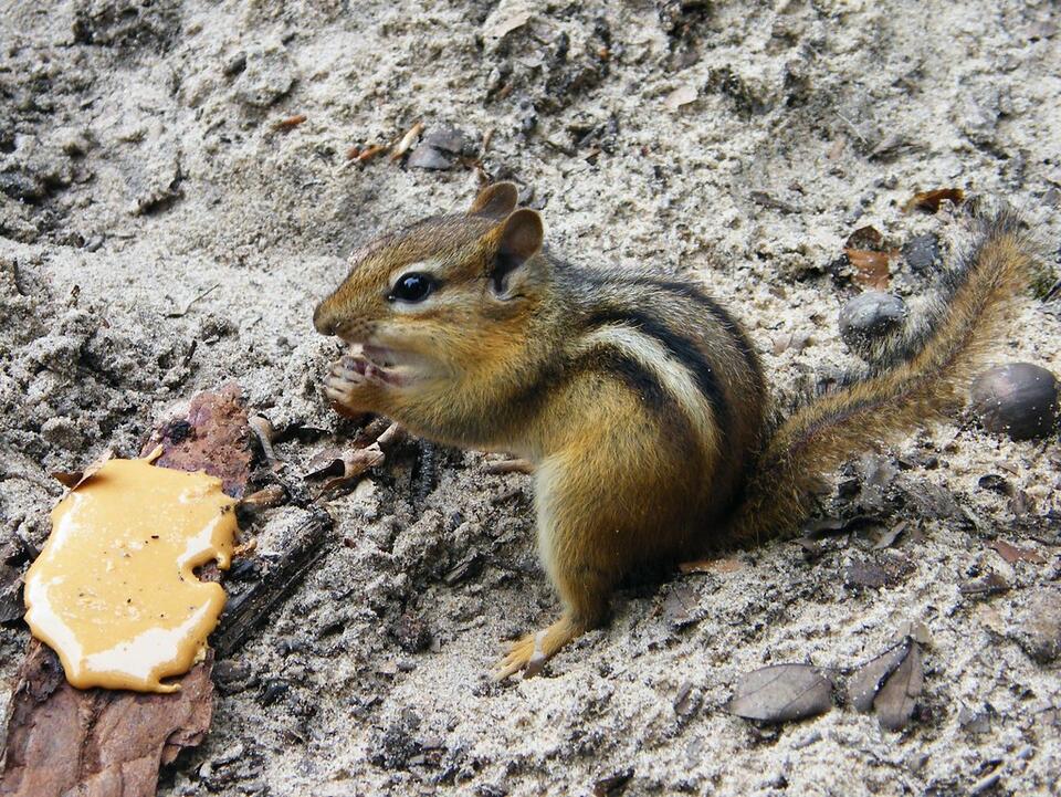 Chipmunk Delivers Leafy Tribute After Man’s Generous Nut Feedings ...