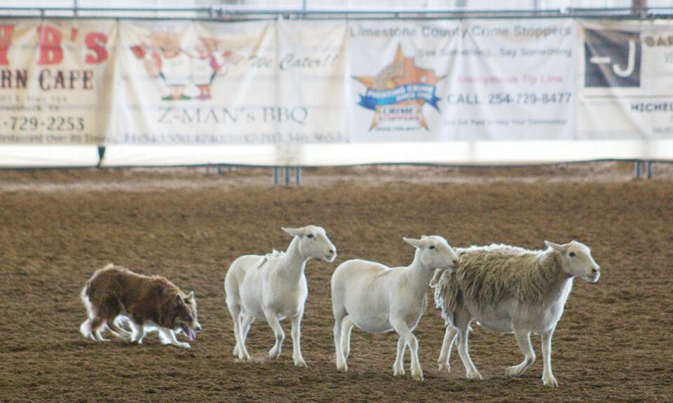 Smart, Swift, and Steady: Working Dogs Wow Limestone County - NewsBreak