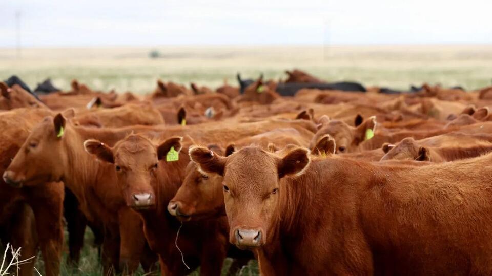 This Is the Person Who Owns the Most Land in America - NewsBreak