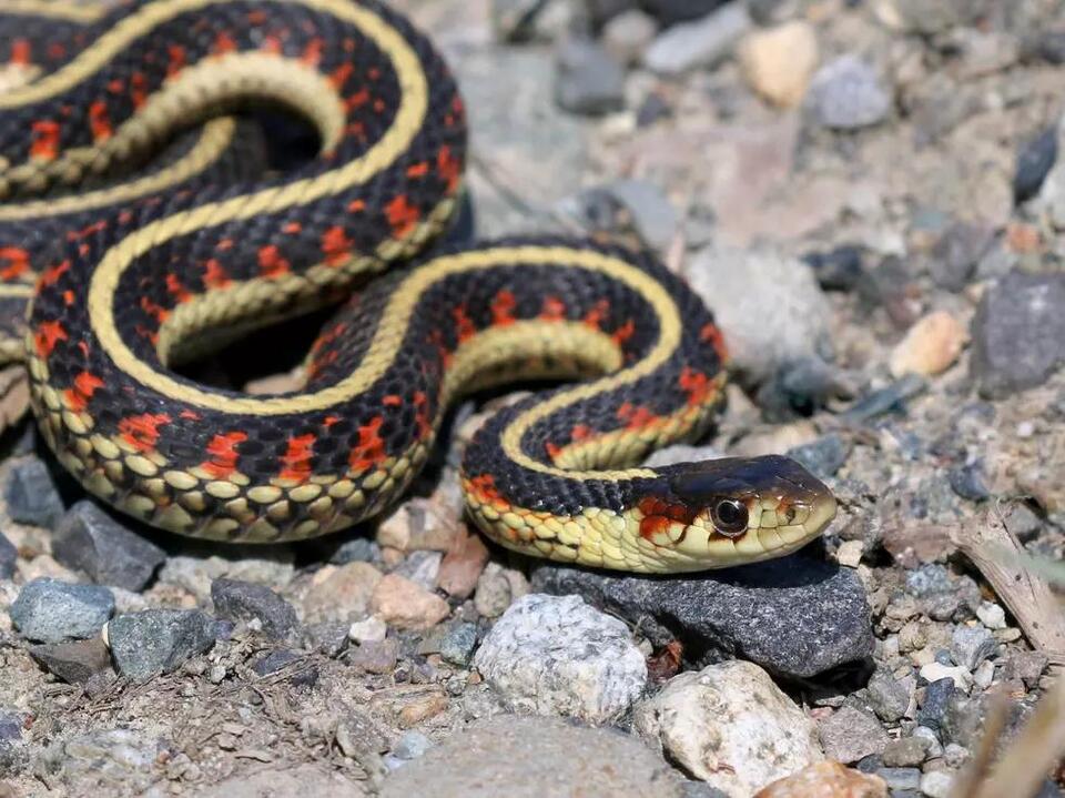 A Look at Iowa’s Venomous Snakes and Where to Find Them - NewsBreak