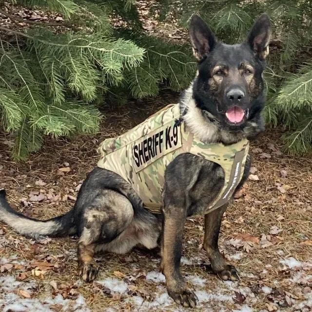 Lake County’s hero police dog Dax will retire following March injury ...