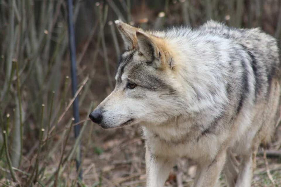 10 Myths About Wolves And 3 That Are Surprisingly True - NewsBreak