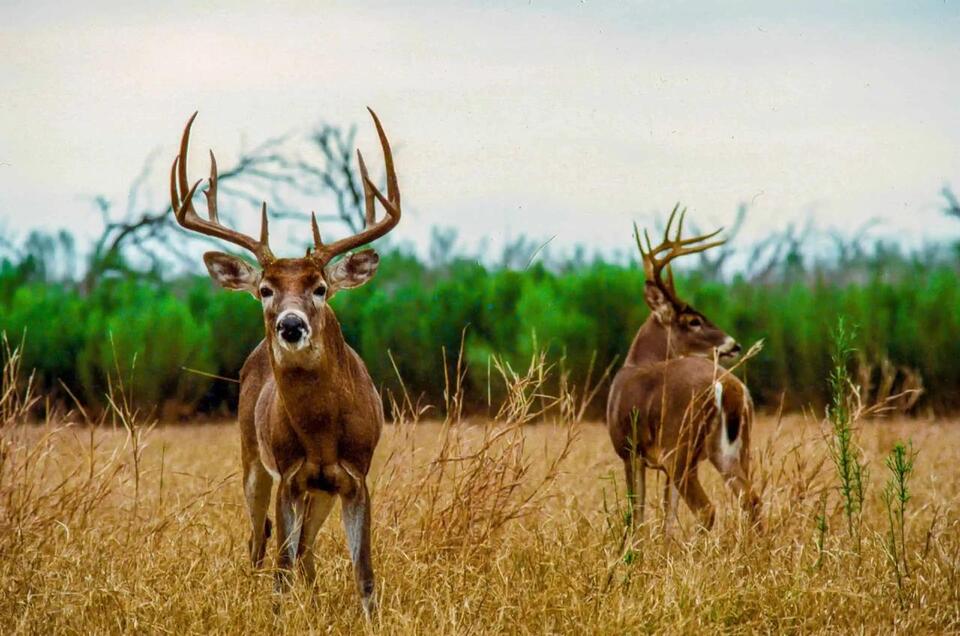 What Animals Eat Deer? 15 Top Predators That Hunt Deer - NewsBreak