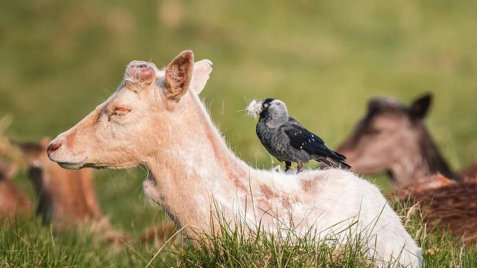 7 Remarkable Symbiotic Relationships in Nature You Won’t Believe ...