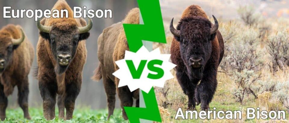 European Bison vs American Bison: 4 Key Differences Explained - NewsBreak