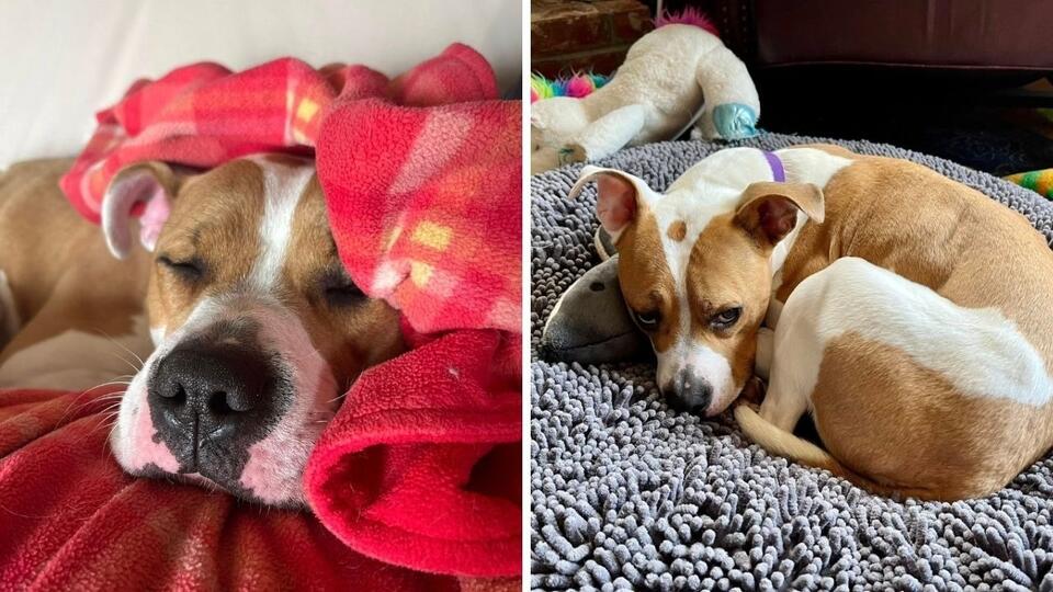 Sweet Strudel Still Has Hope Even After Surviving Extreme Neglect ...
