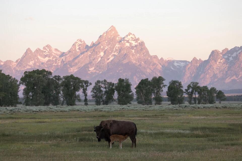 WGFD funds sage-grouse preservation projects - NewsBreak