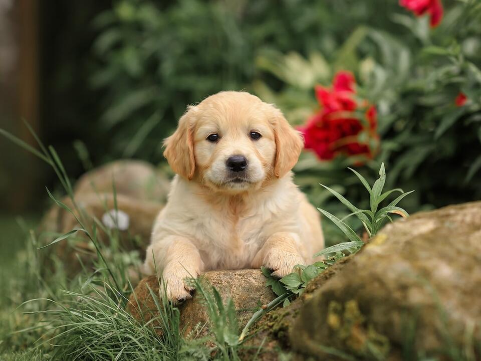 Tiny Golden Retriever Puppy's Precious 'Toe Beans' Have Everyone Obsessed