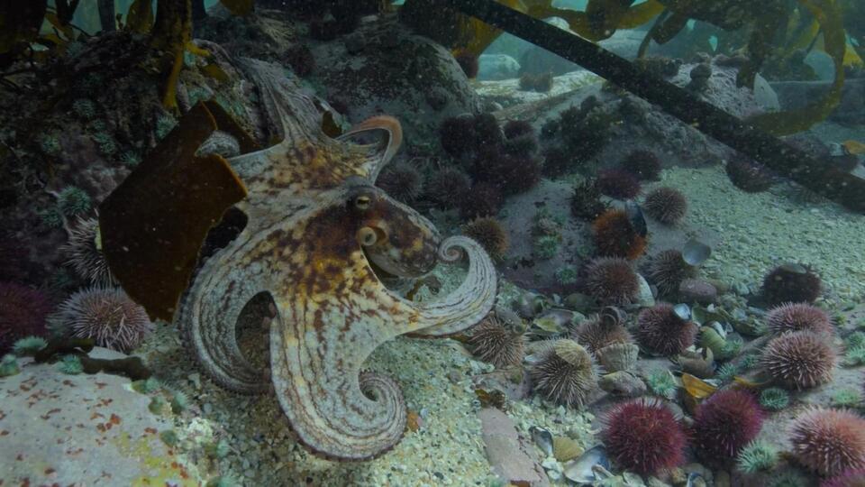 The Smallest Octopus in the Ocean – A Real-Life Mini Cephalopod - NewsBreak
