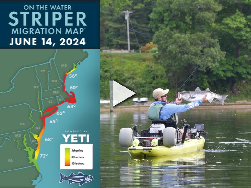 Striper Migration Report- June 14, 2024 Striper Migration Report- June 14, 2024