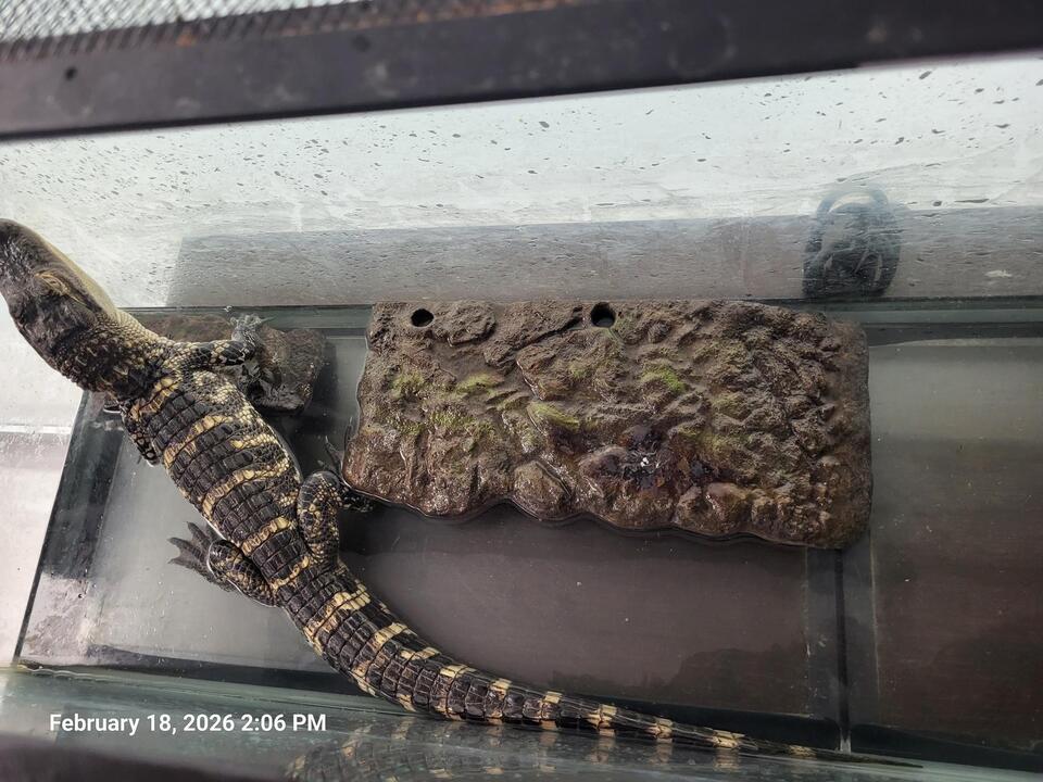 2-foot-long alligator seized from Detroit home - NewsBreak