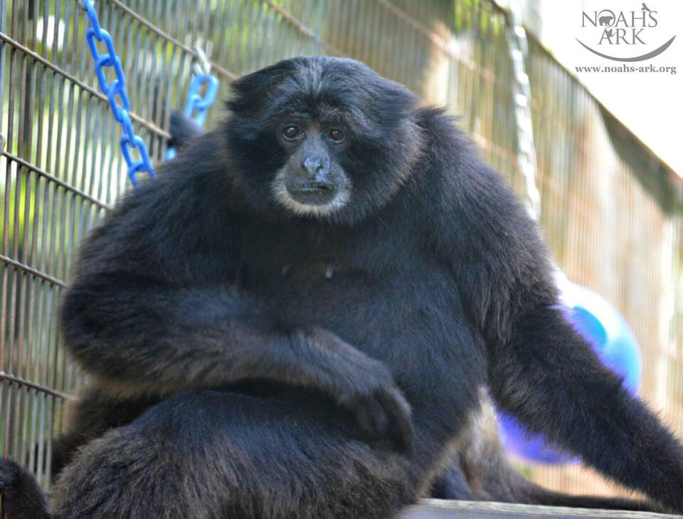 Noah’s Ark says goodbye to beloved primate Shawn-Shawn - NewsBreak