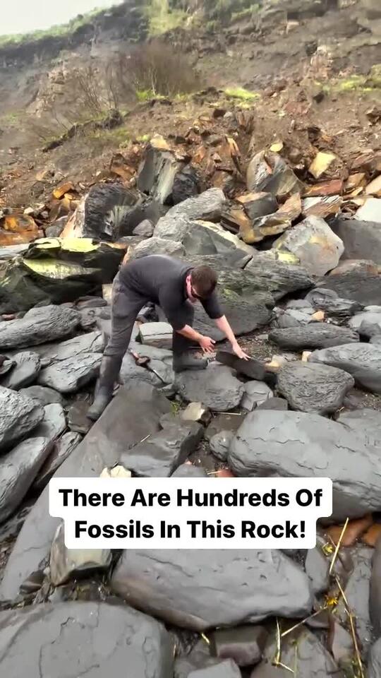 Heres an ammonite deathbed preserved in shale Fossils preserved this ...