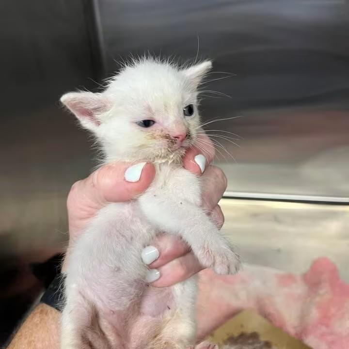 🐱 Sweet Kittens and Loving Cats Ready for Adoption in Mullins - NewsBreak