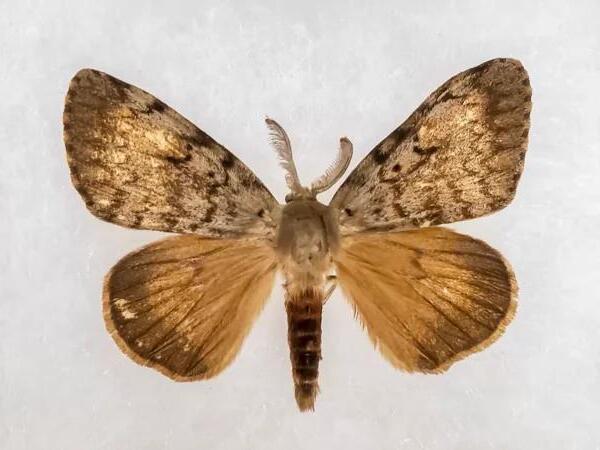 The Impact – Forest-wrecking Spongy Moth Caterpillars and Other ...