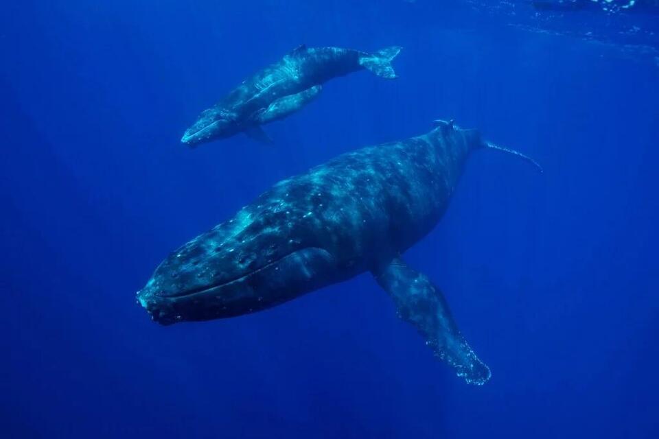 How Whales Help Regulate Earth’s Climate - NewsBreak
