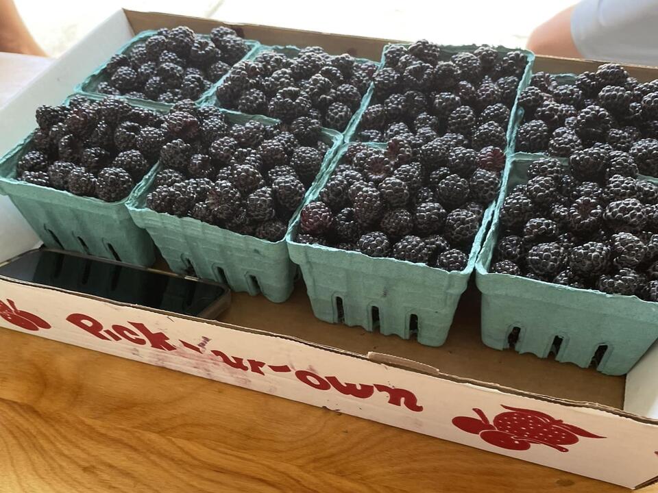 Berry Hill Farm Closes After Nearly 40 Years in Dexter - NewsBreak