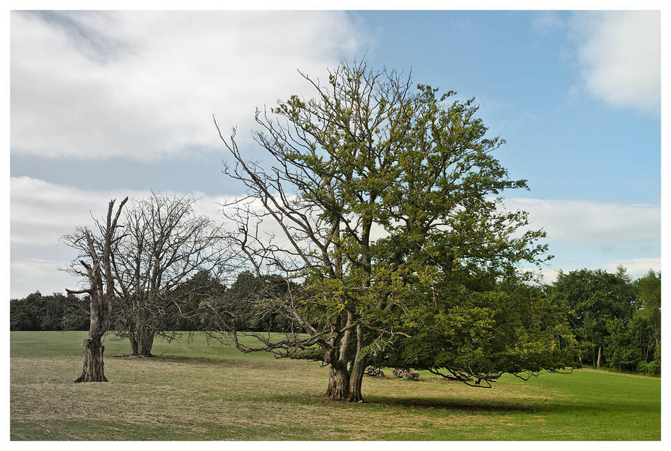 Why Some Trees Can “Scream” When They’re Stressed — and How Scientists ...
