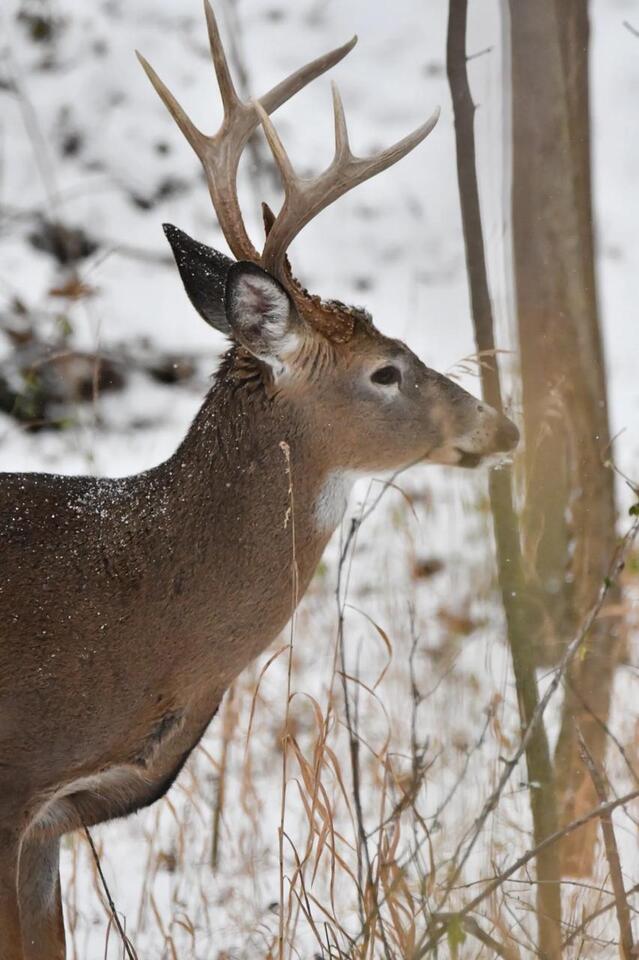 Numbers up for Ohio’s muzzleloader deer season - NewsBreak
