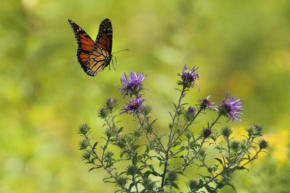 10 of the Most Exciting Purple Animals - NewsBreak