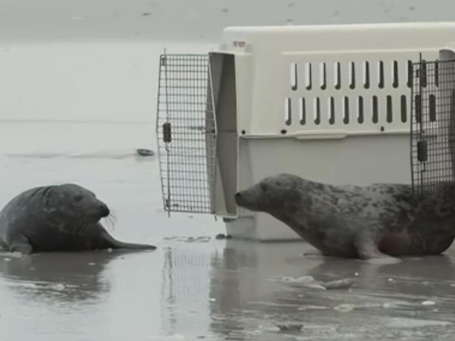 Seal pups rescued at the Jersey Shore released back into wild