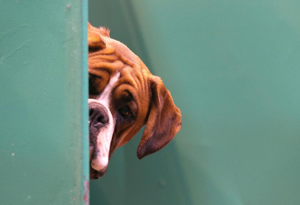 What You Need To Know About El Paso's Dog Regulations - NewsBreak