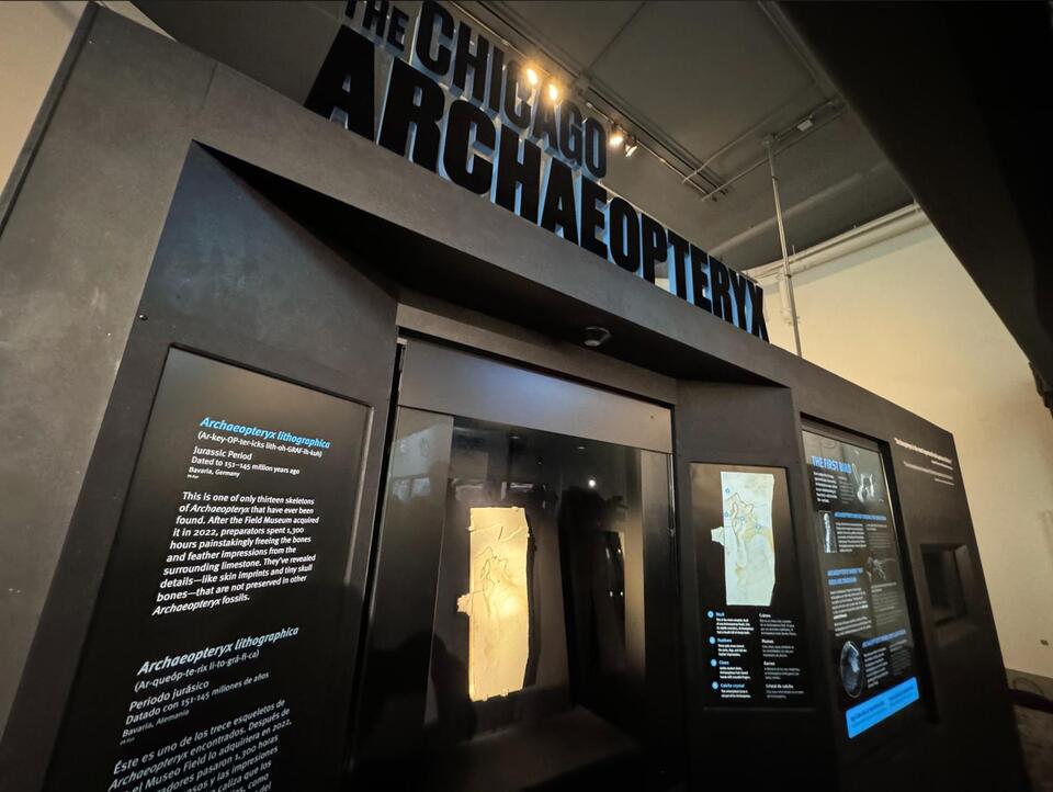 Field Museum unveils 'most significant fossil … since Sue': The ...