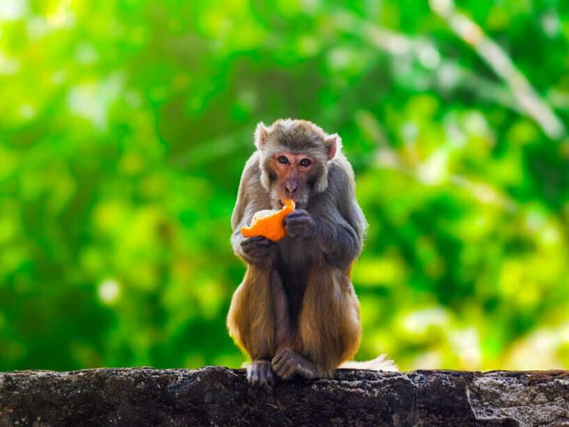 The Most Common Foods Monkeys Love to Eat