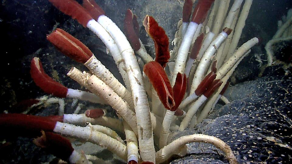 What Is an Extremophile? 17 Amazing Living Organisms Defying the Odds ...