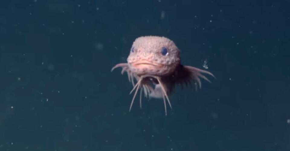 Scientists Discovered a New Fish, and It’s Ridiculously Cute - NewsBreak