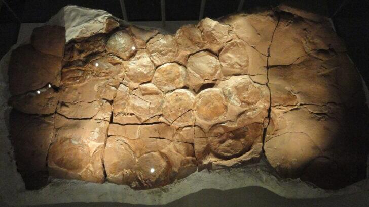 A Dinosaur Nest Was Found in Utah - NewsBreak