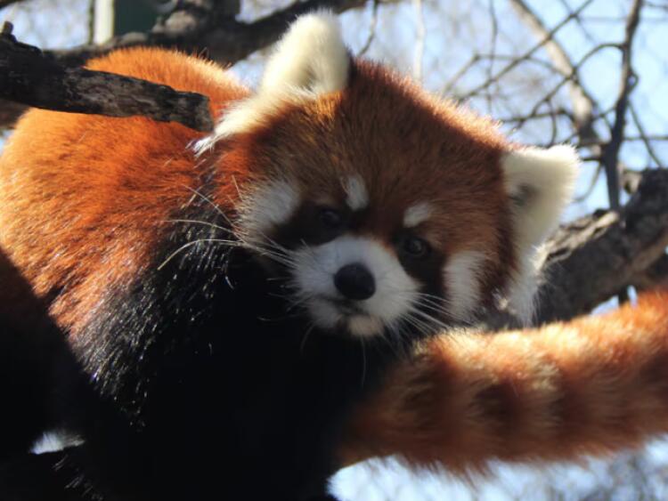 Madison welcomes a new resident: a red panda