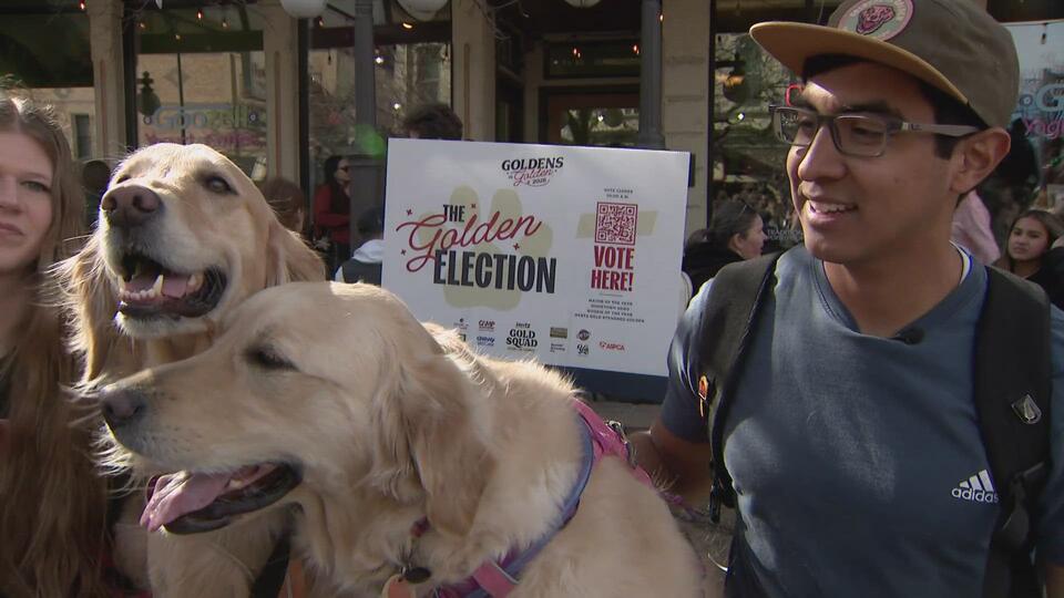 Here are the top 5 most popular golden retriever names at Colorado ...