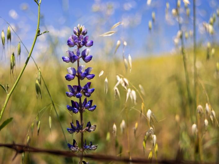 Native Plants Are In Decline. This SoCal Conservation Group Has A ...