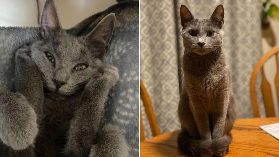 Maryland Woman Reunited With Long-Lost Cat After Two Years Of Grief ...