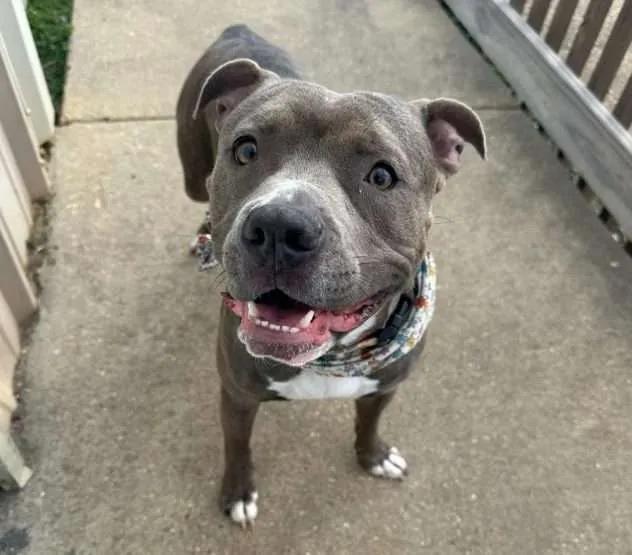 DARKHORSE DOGS: Skye Needs a Loving Home After Miraculous Recovery ...